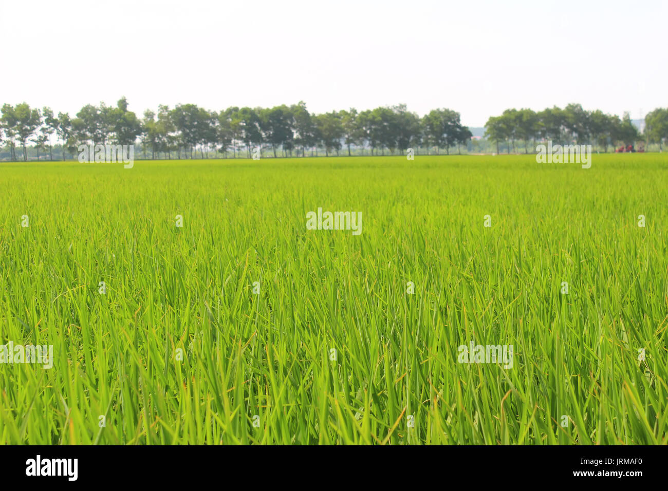 golden rice field and sky Stock Photo - Alamy