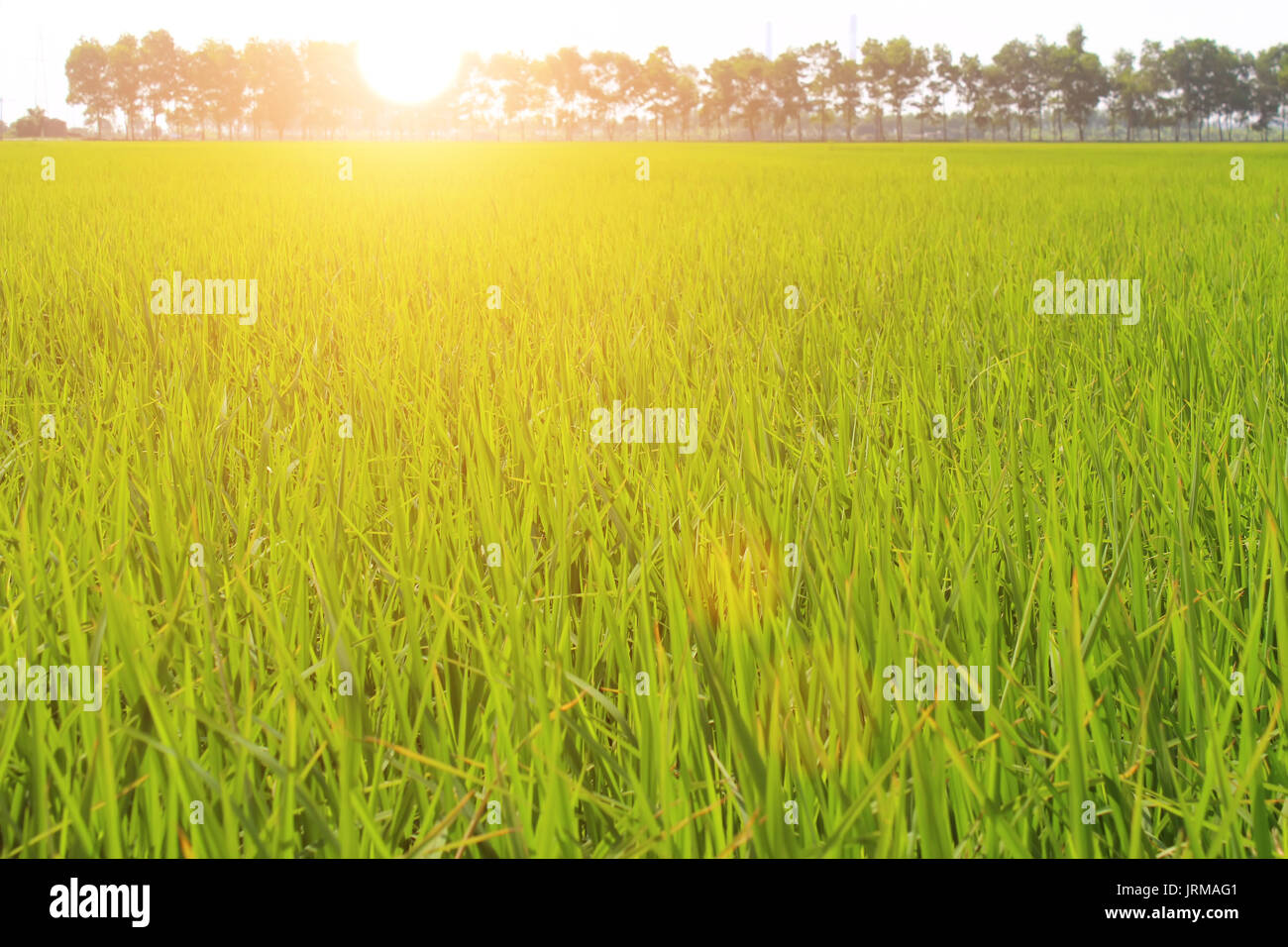 golden rice field and sky Stock Photo - Alamy