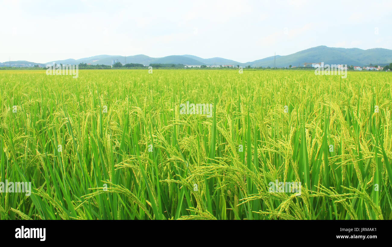 Golden rice field hi-res stock photography and images - Alamy