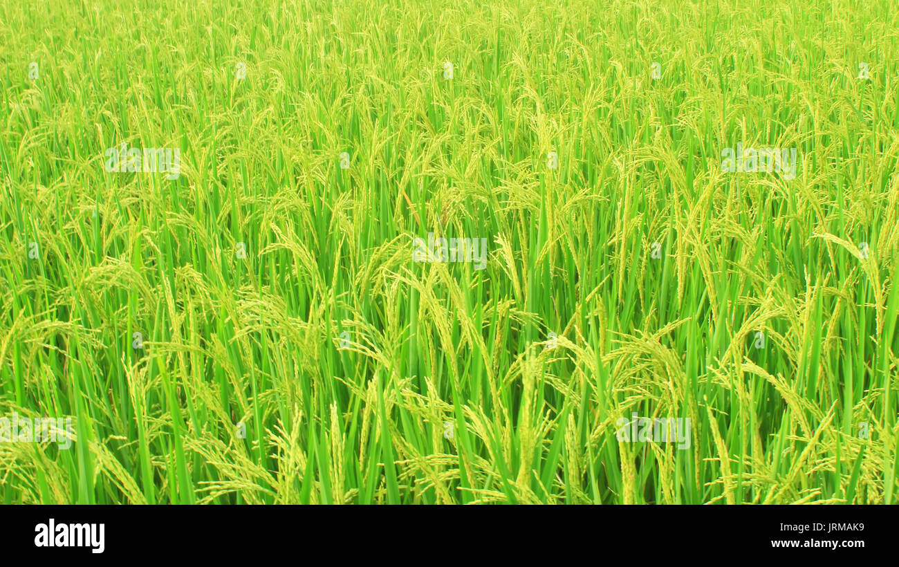 golden rice field and sky Stock Photo - Alamy