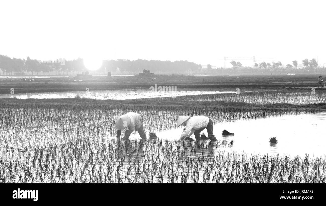 Harvesting rice Black and White Stock Photos & Images - Alamy