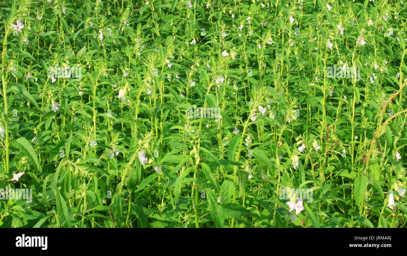 Sesame Plant With Flowers High Resolution Stock Photography and Images ...