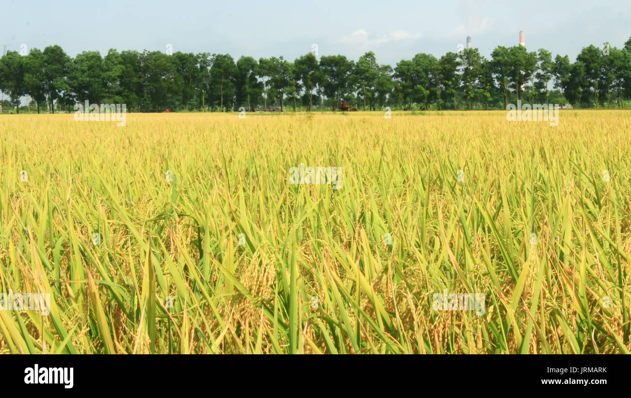 Golden rice field hi-res stock photography and images - Alamy