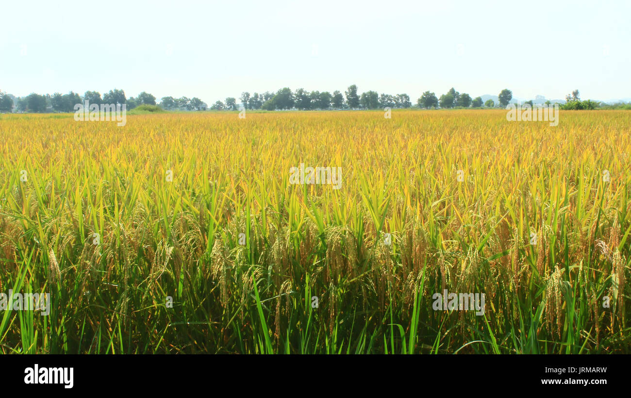 Golden rice field hi-res stock photography and images - Alamy