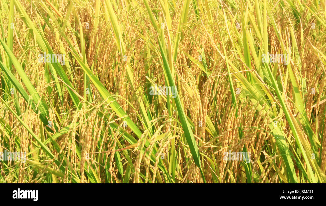 Golden rice field hi-res stock photography and images - Alamy