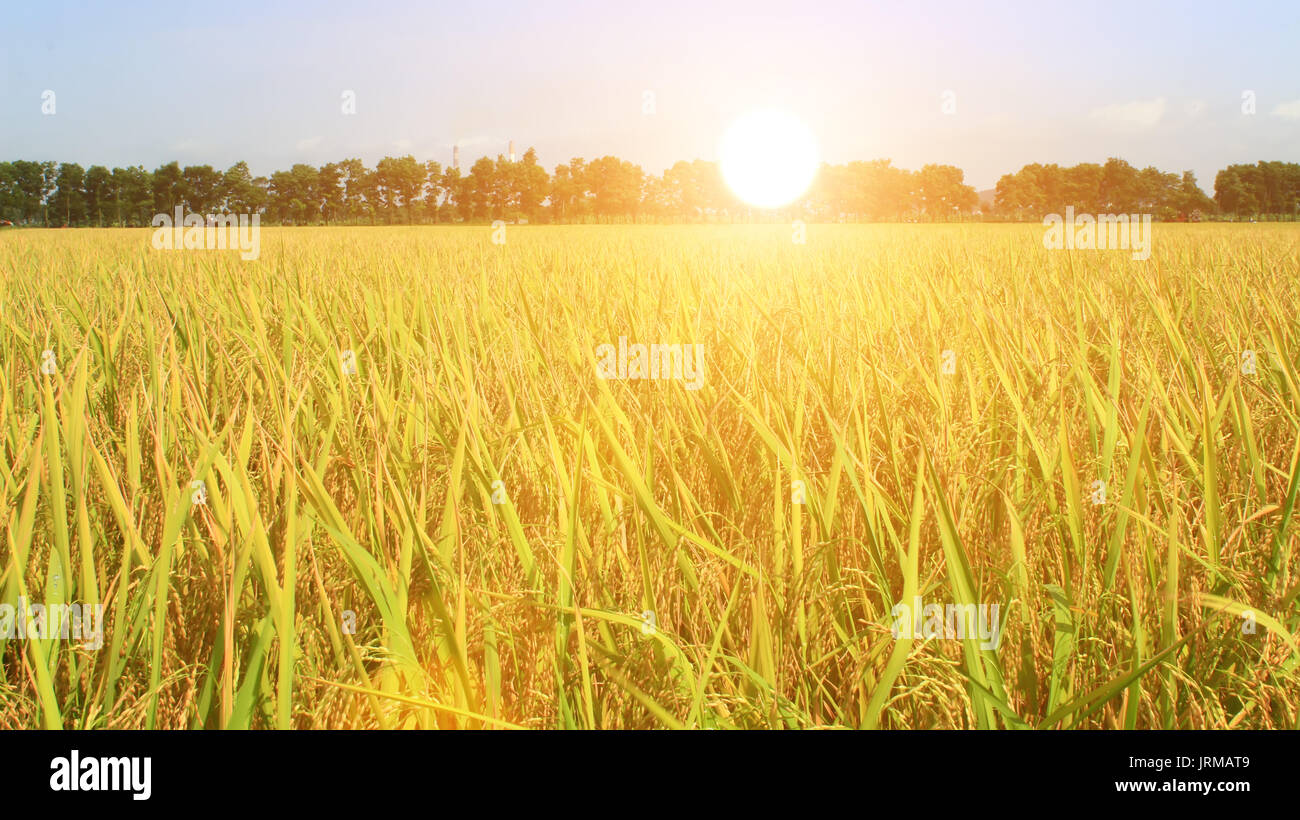Golden rice field hi-res stock photography and images - Alamy