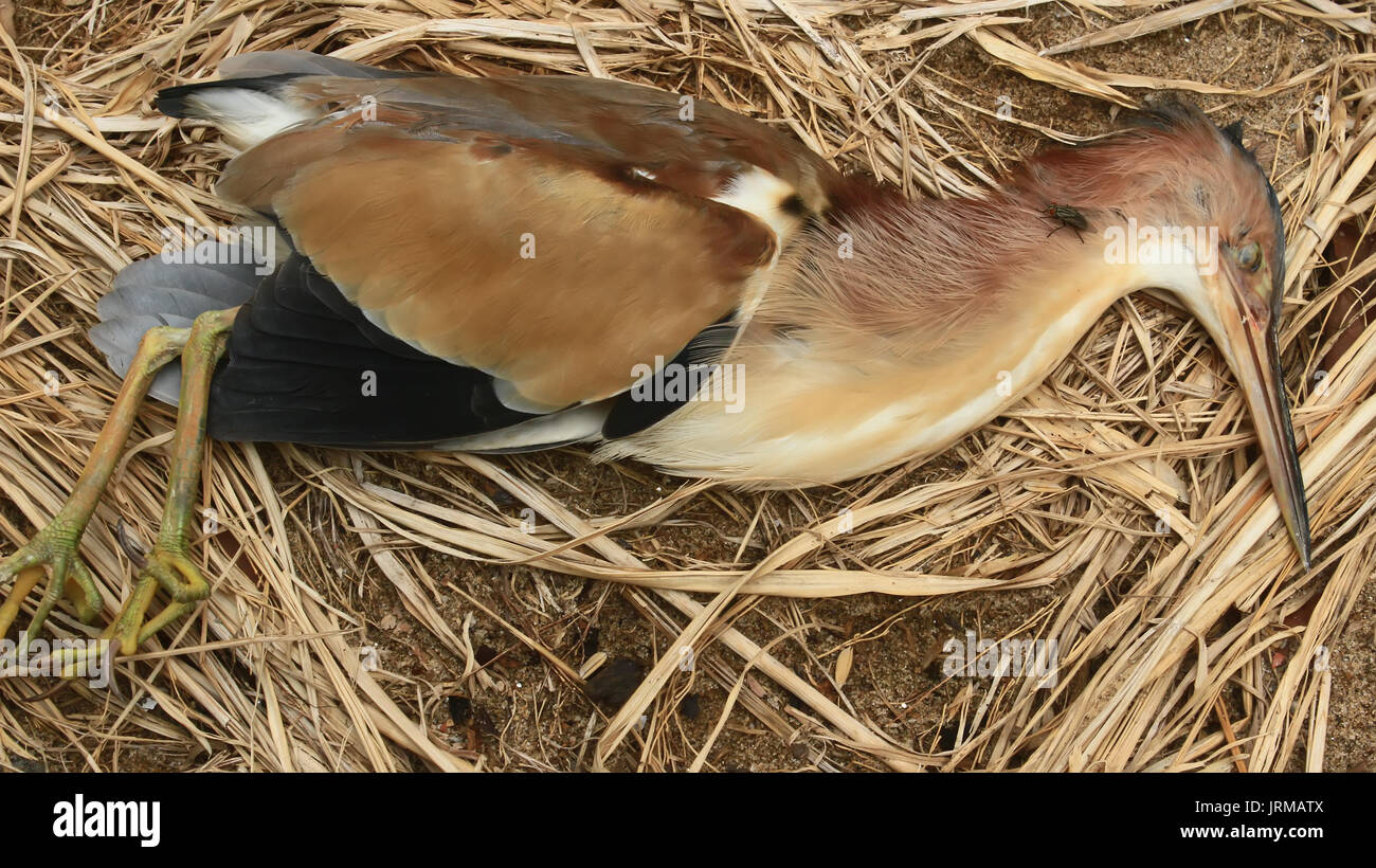 storks die on land Stock Photo - Alamy