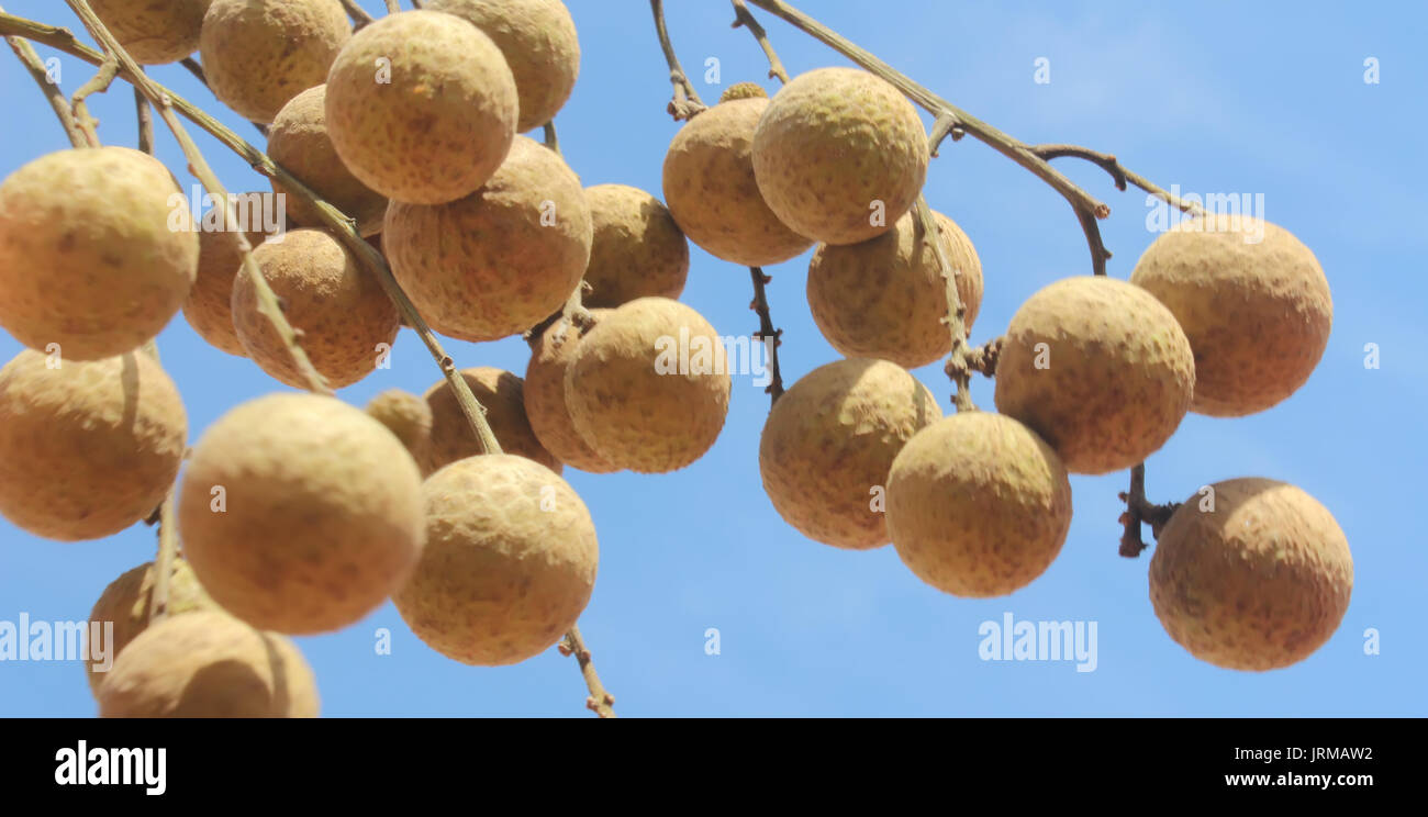 Foison hi-res stock photography and images - Alamy