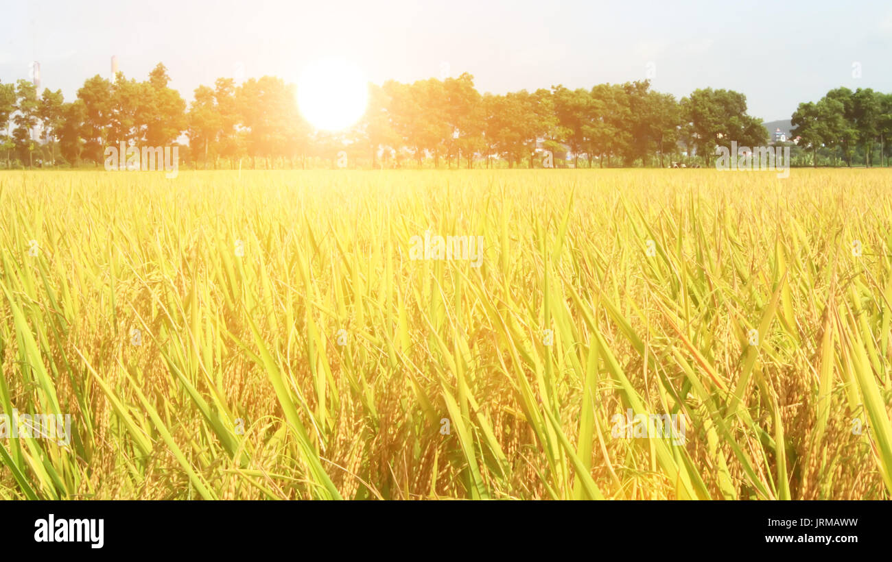Golden rice field hi-res stock photography and images - Alamy