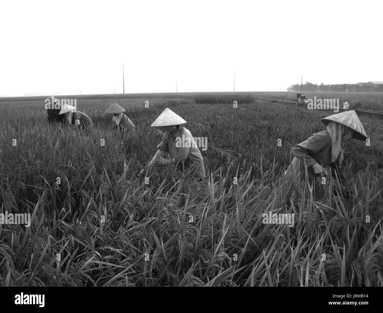 HAI DUONG, VIETNAM, June 26: Vietnamese woman farmer harvest on a rice ...