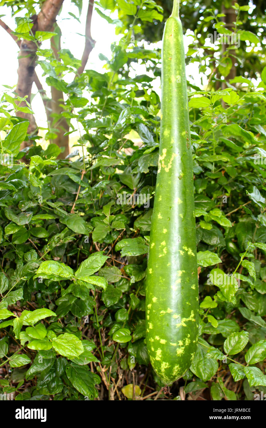 Benincasa hispida wax gourd hi-res stock photography and images - Alamy