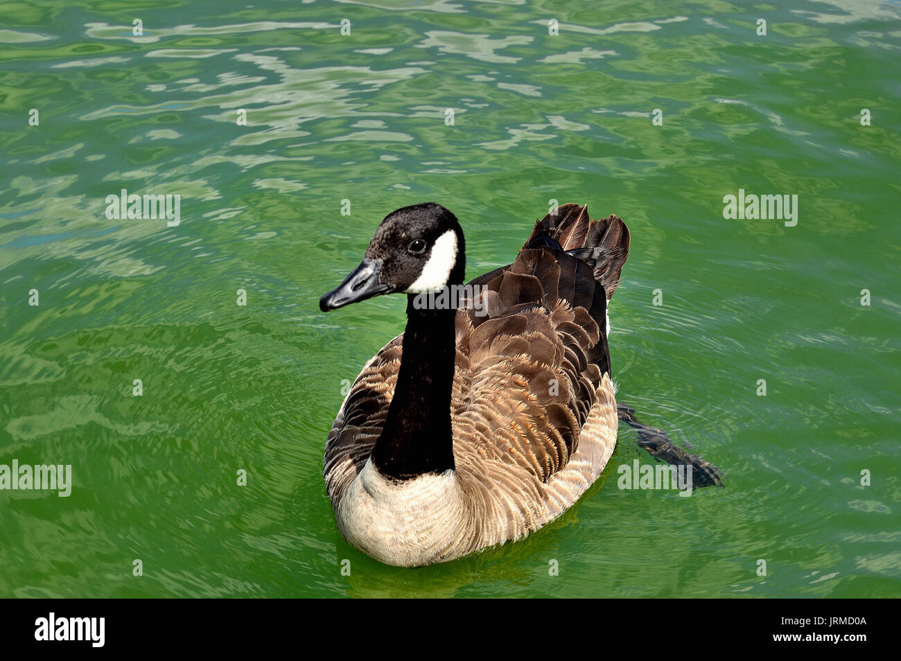 Colorful goose hi-res stock photography and images - Alamy