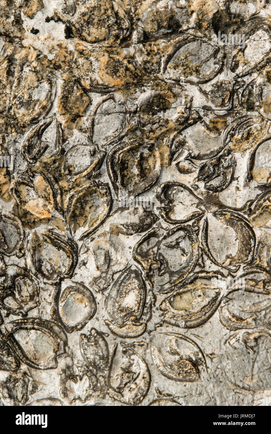 Rare fossils hi-res stock photography and images - Alamy