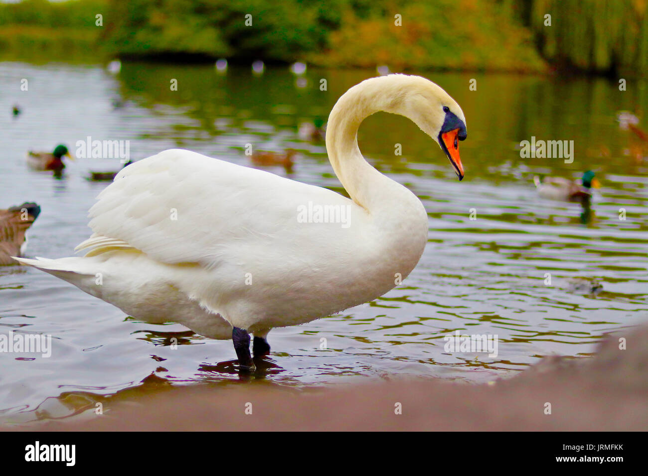 Swan in the water, pond, UK Stock Photo - Alamy