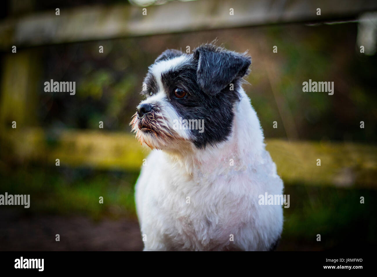 Lhasa Apso portrait, cute dog outdoors Stock Photo - Alamy