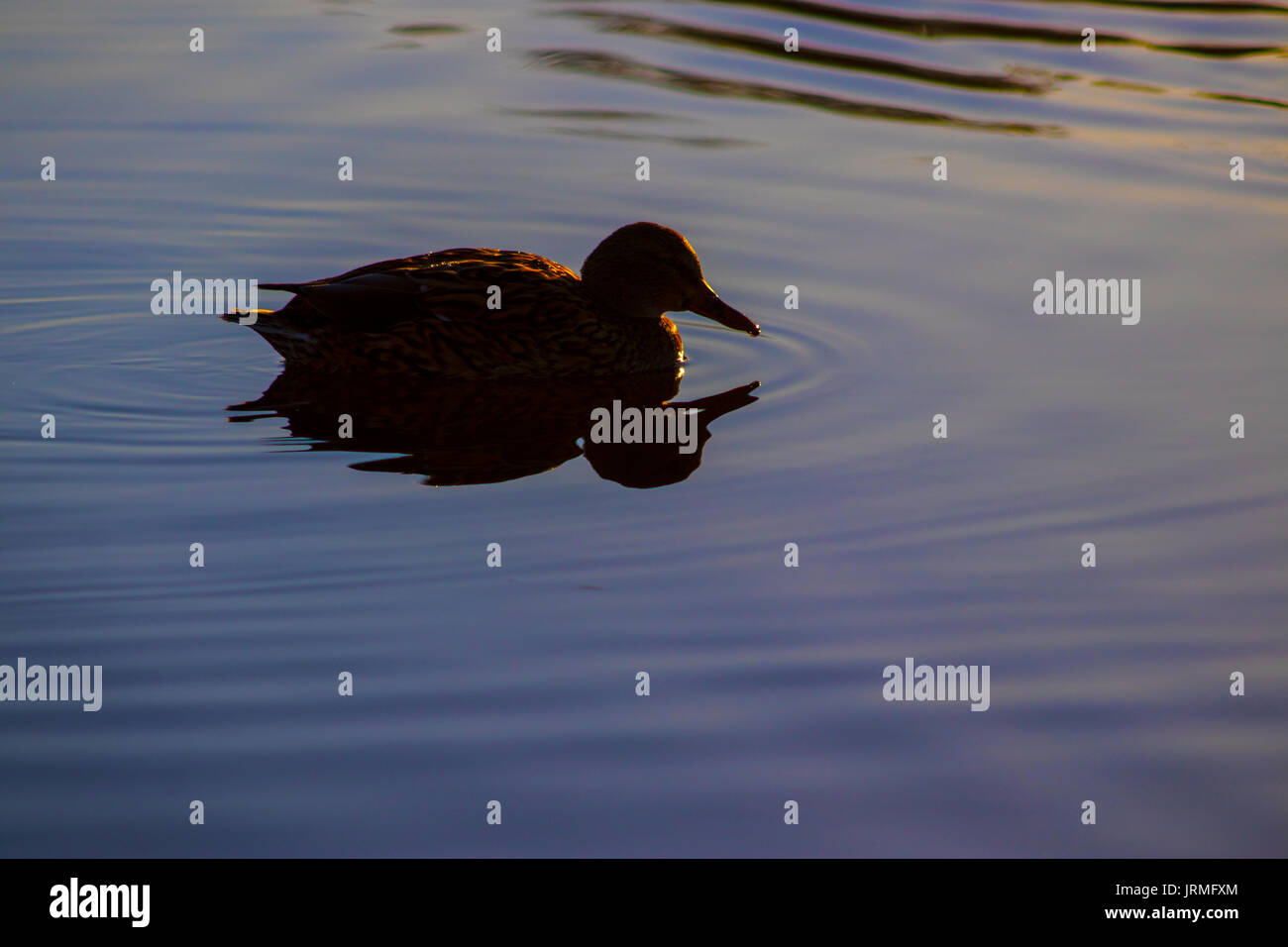 Duck at dawn at sunrise Stock Photo - Alamy