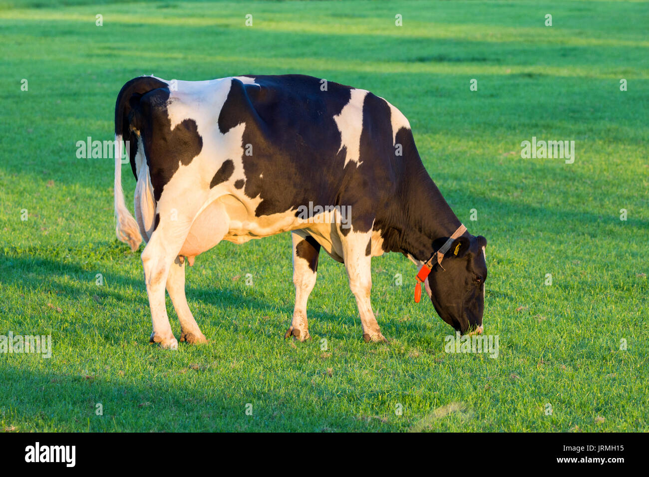 Black and white Holstein Friesian cow grazing in grassland Stock Photo ...