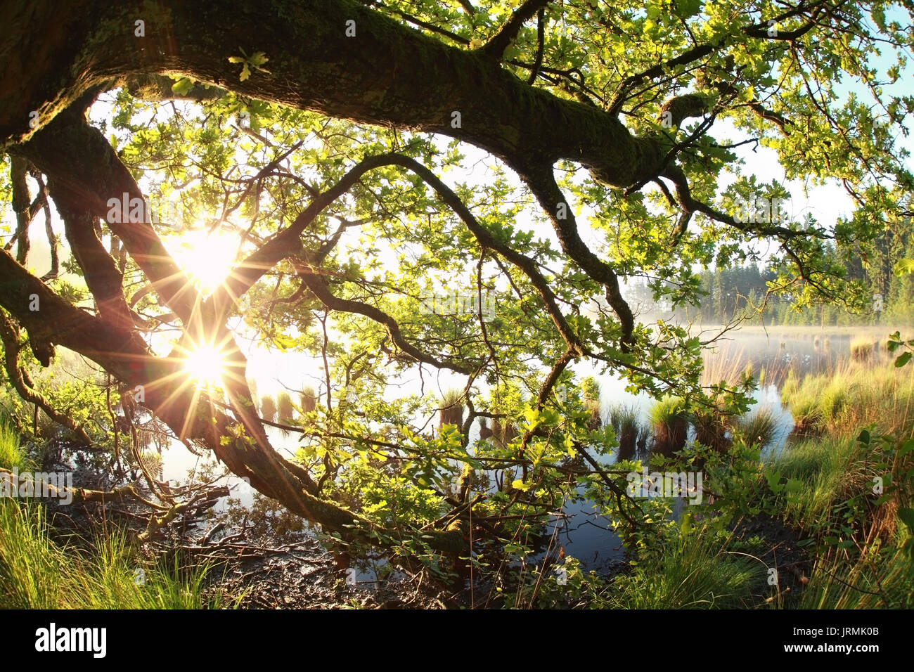 gold sun rays through oak branches and leaves Stock Photo - Alamy