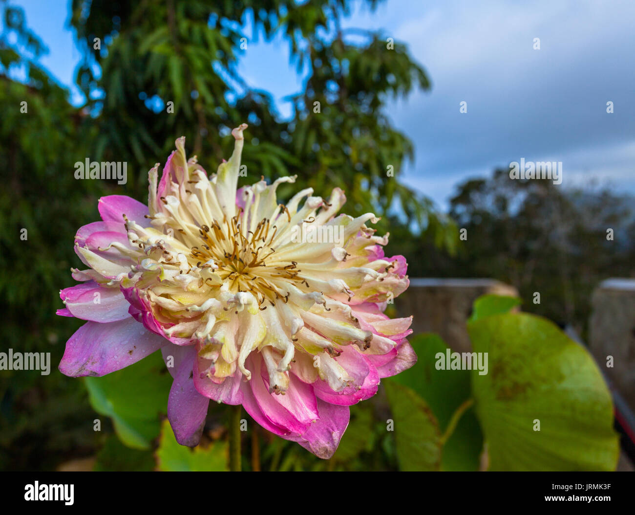 Double lotus hi-res stock photography and images - Alamy