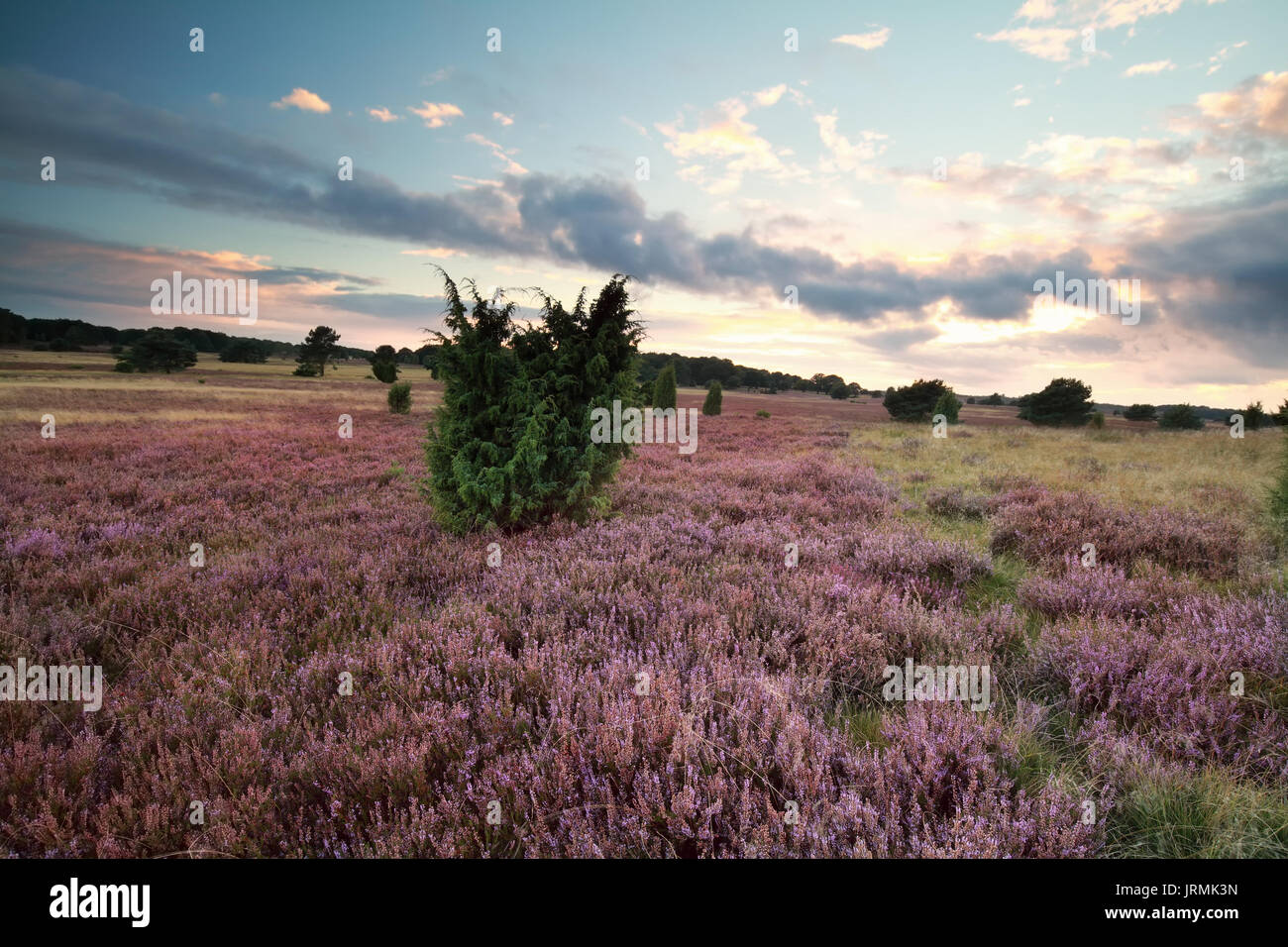 sunset over flowering heather in summer Stock Photo - Alamy