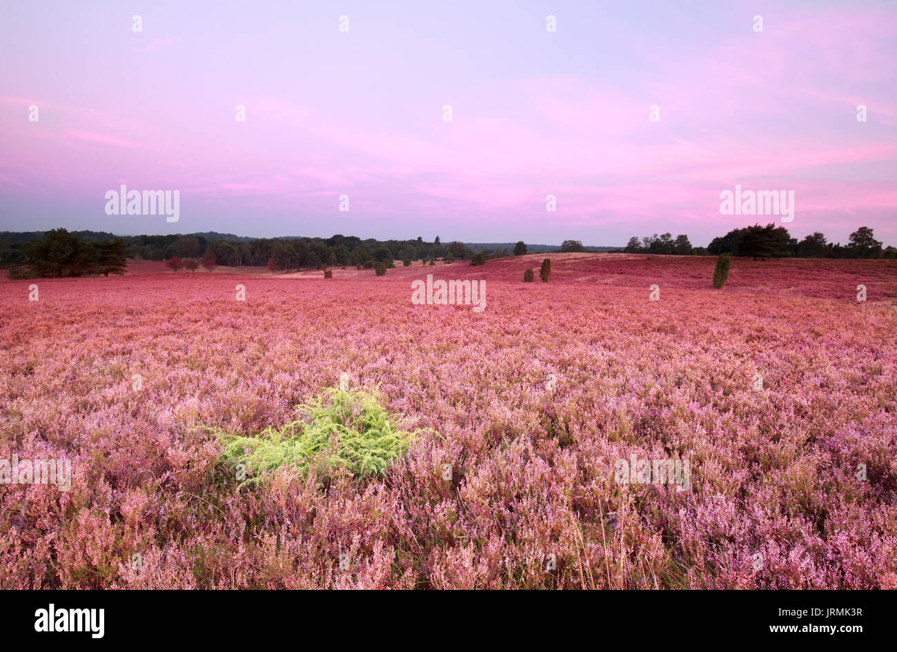pink meadow with flowering heather at sunrise Stock Photo - Alamy