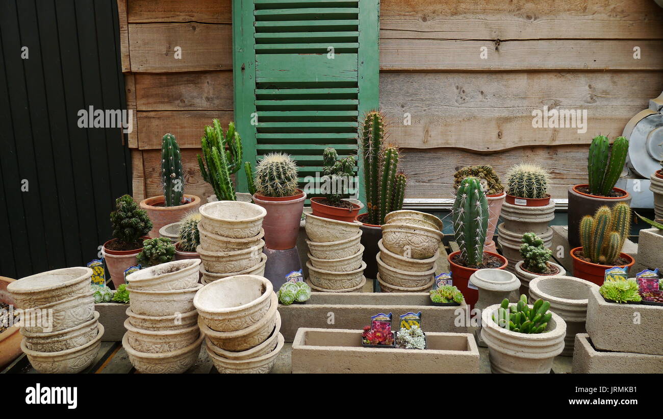 Cacti in pots hi-res stock photography and images - Alamy