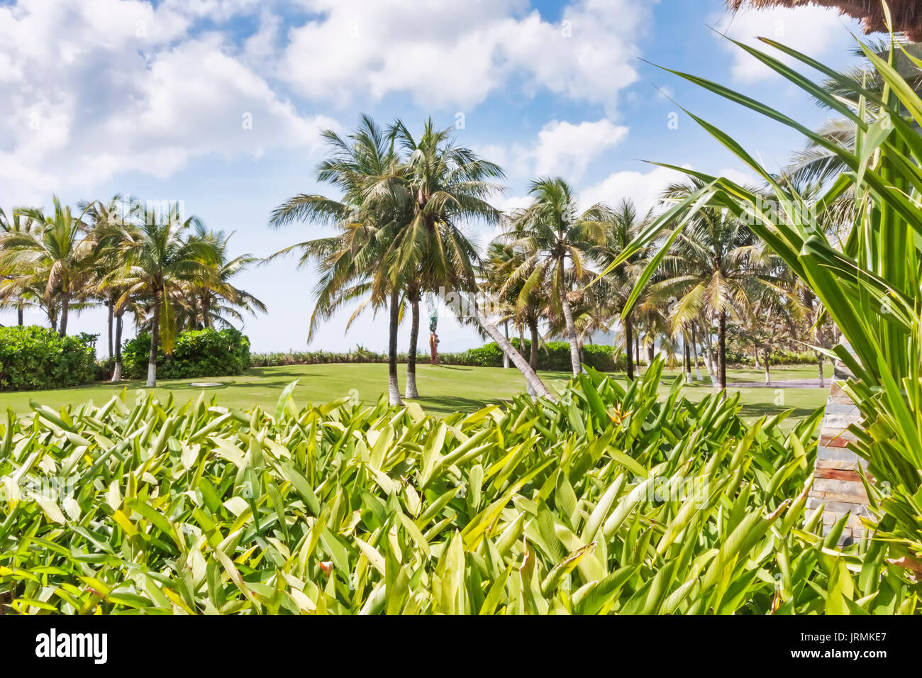 Lush tropical garden with coconut trees Stock Photo - Alamy
