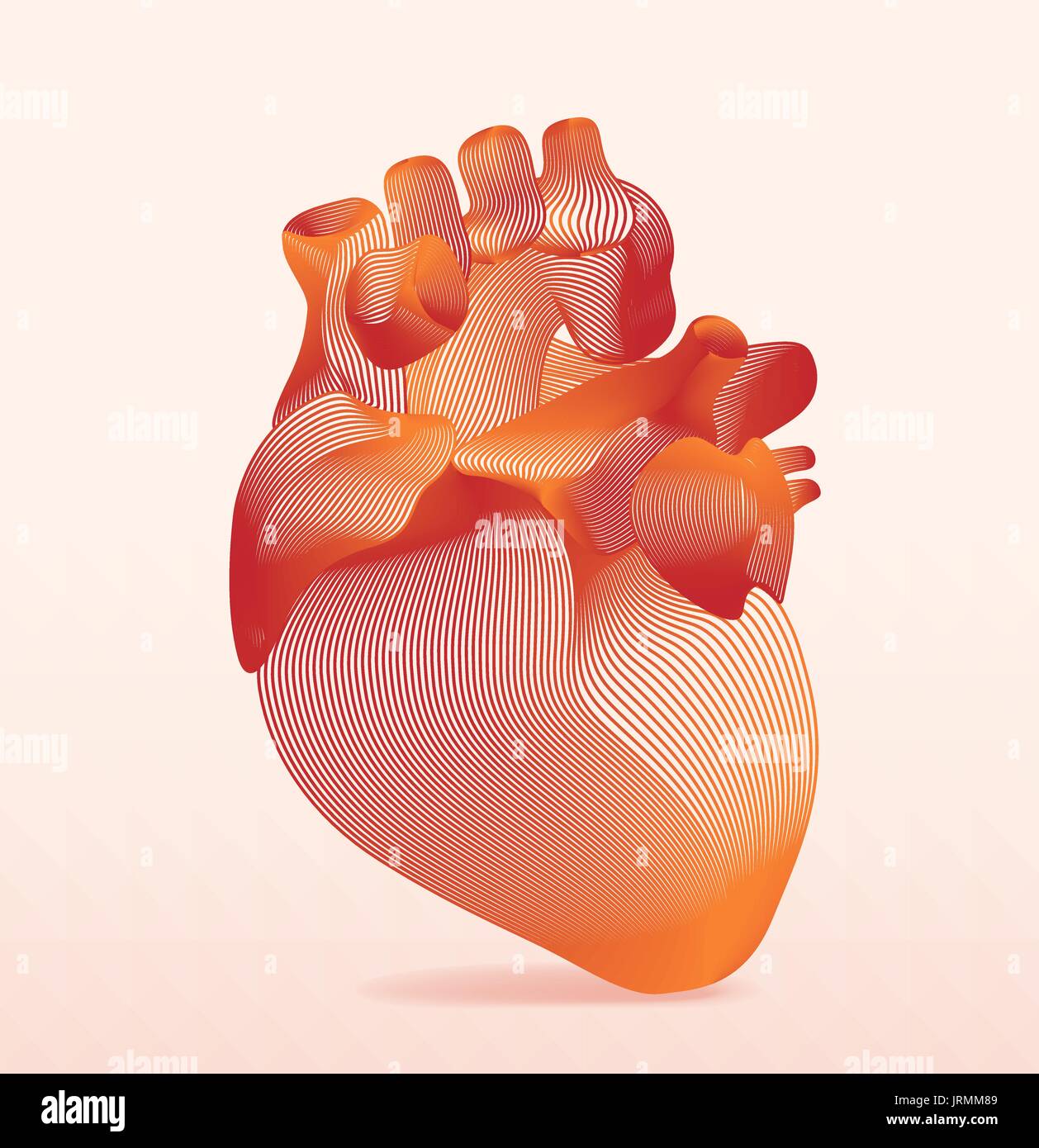Heart Anatomy Wallpaper