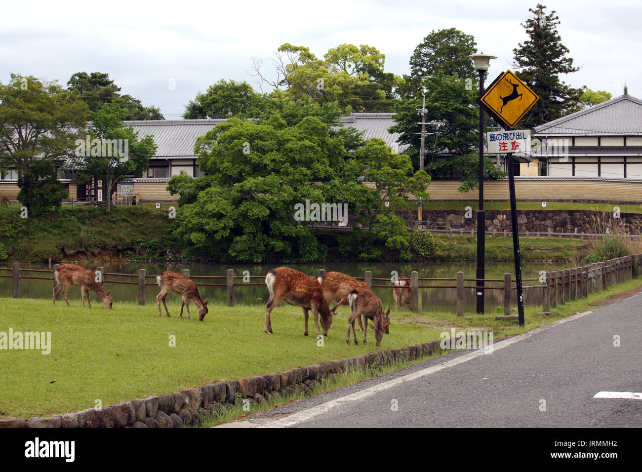 Deer next to a deer warning sign in Nara, Japan Stock Photo - Alamy