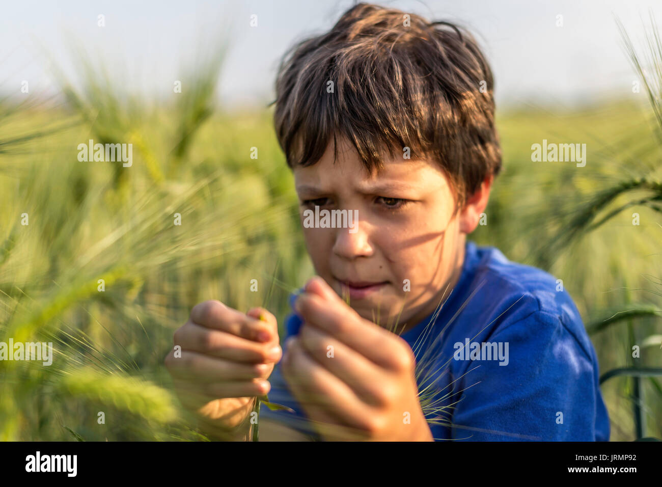 A boy in cereal fields, corn, portrait by sunset in the polish ...