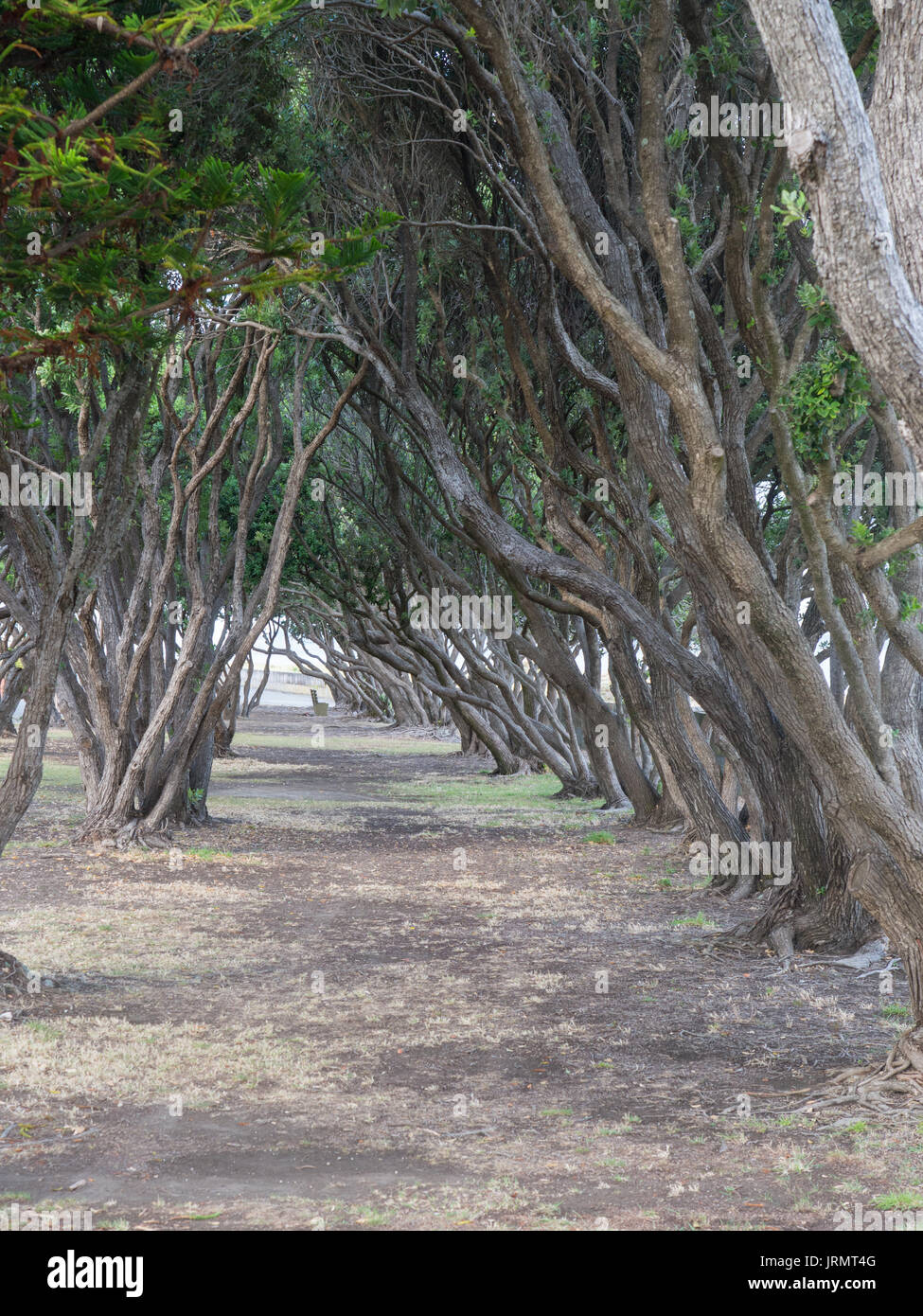Path Through The Trees Stock Photo - Alamy