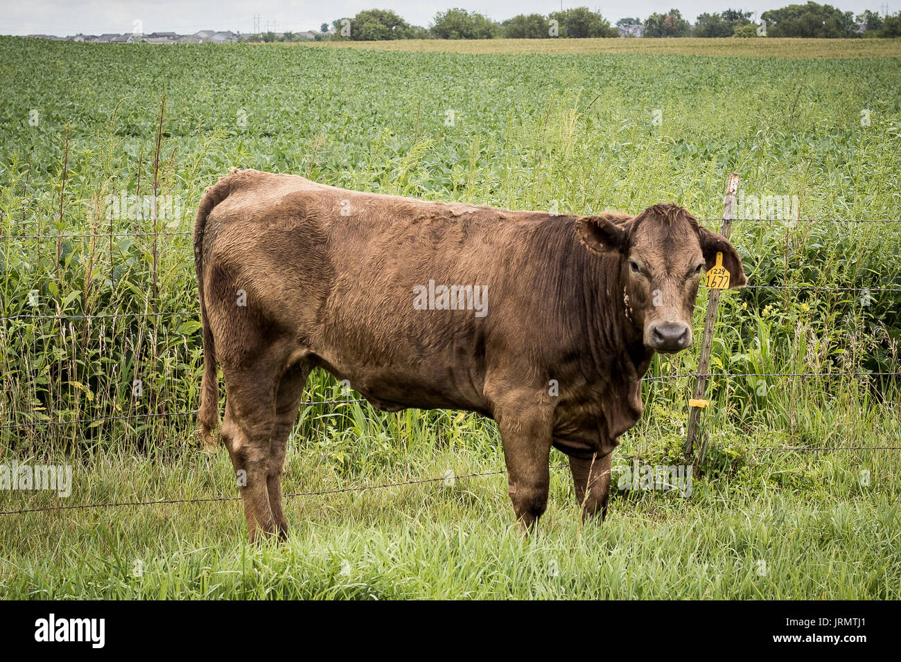 Cow in a field on a farm in Nebraska USA Stock Photo - Alamy
