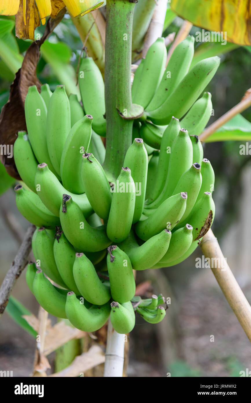 Fresh green banana hi-res stock photography and images - Alamy