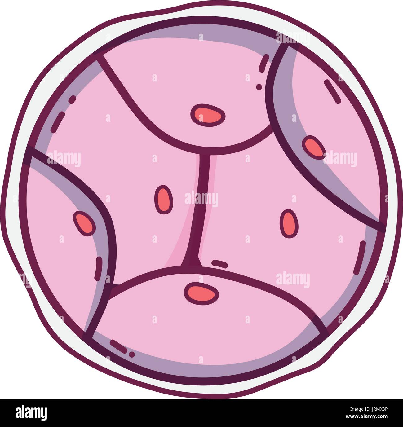 Cell dividing by mitosis Stock Vector Images - Alamy