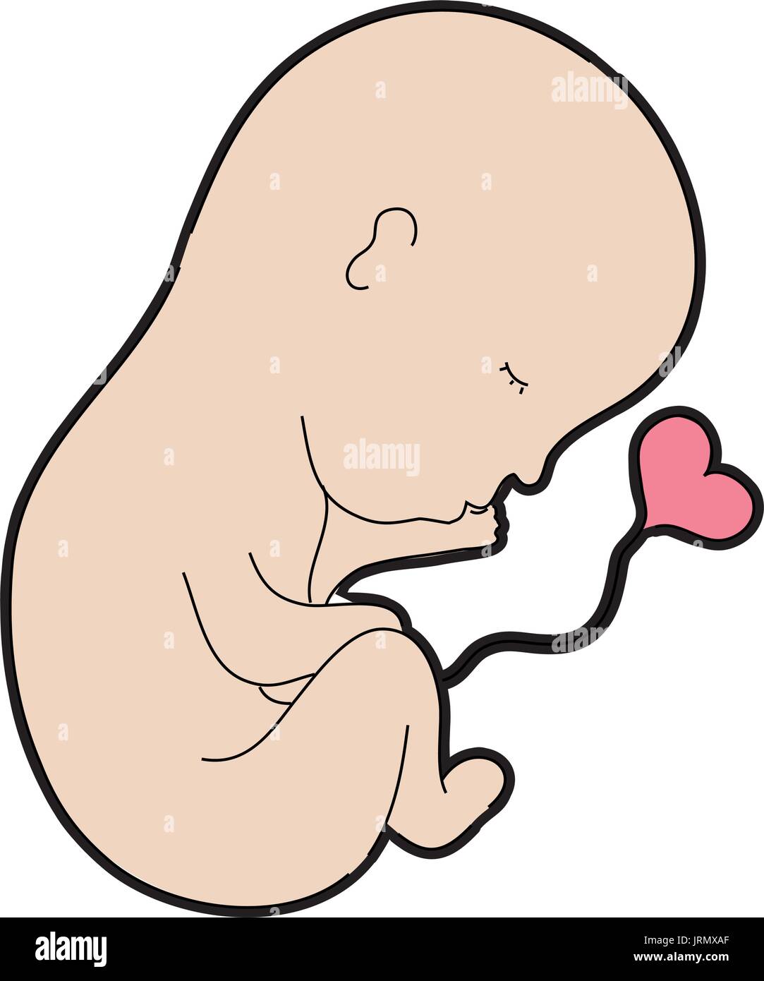 Umbilical Cord Drawing