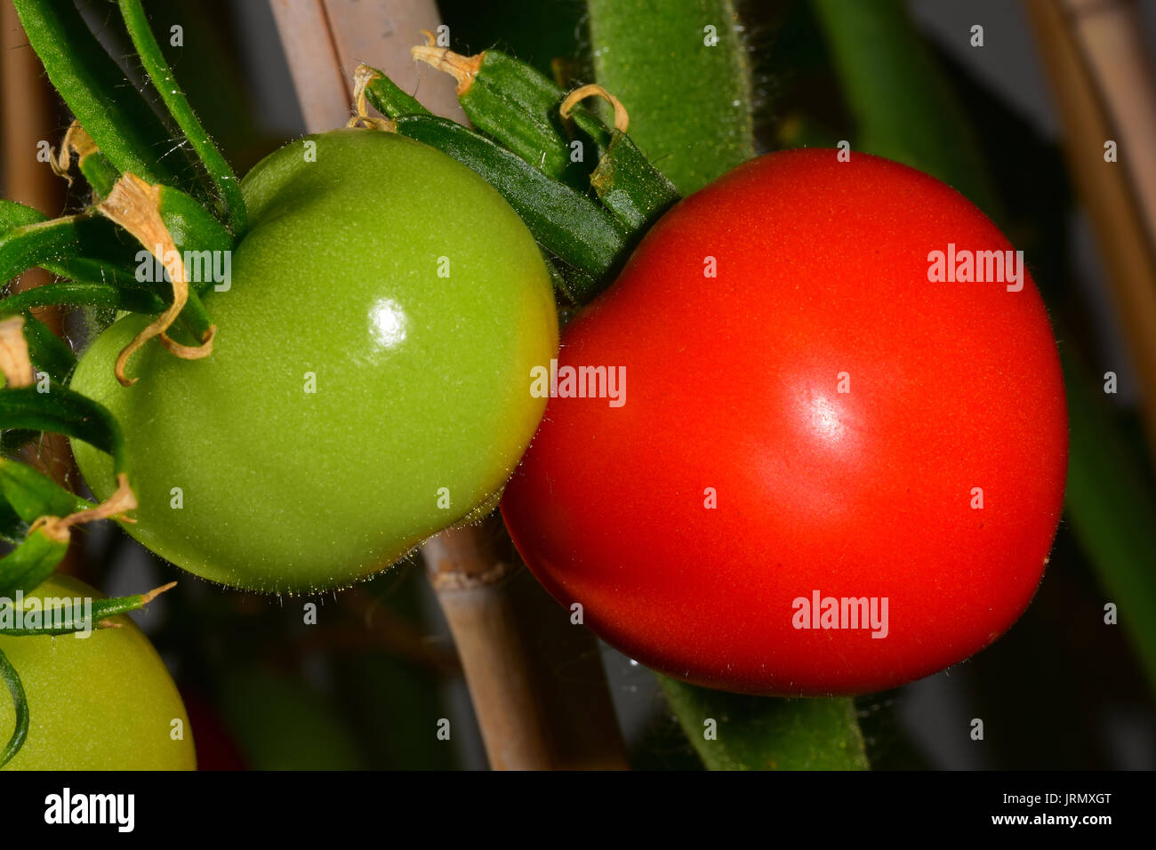 Two tomatos on a vine hi-res stock photography and images - Alamy