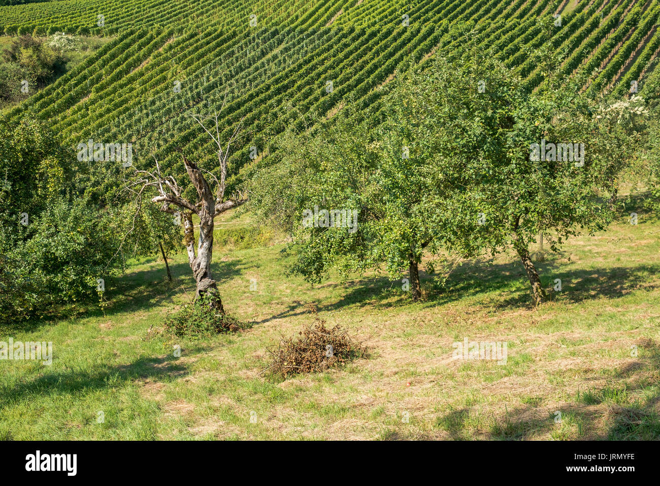Dead fruit tree on a orchard in front of a vineyard Stock Photo - Alamy