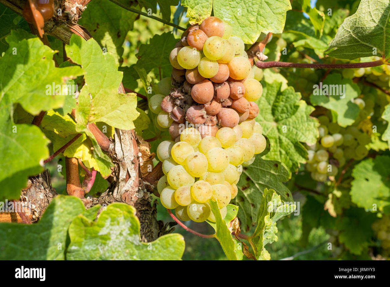 Botrytis grape hi-res stock photography and images - Alamy