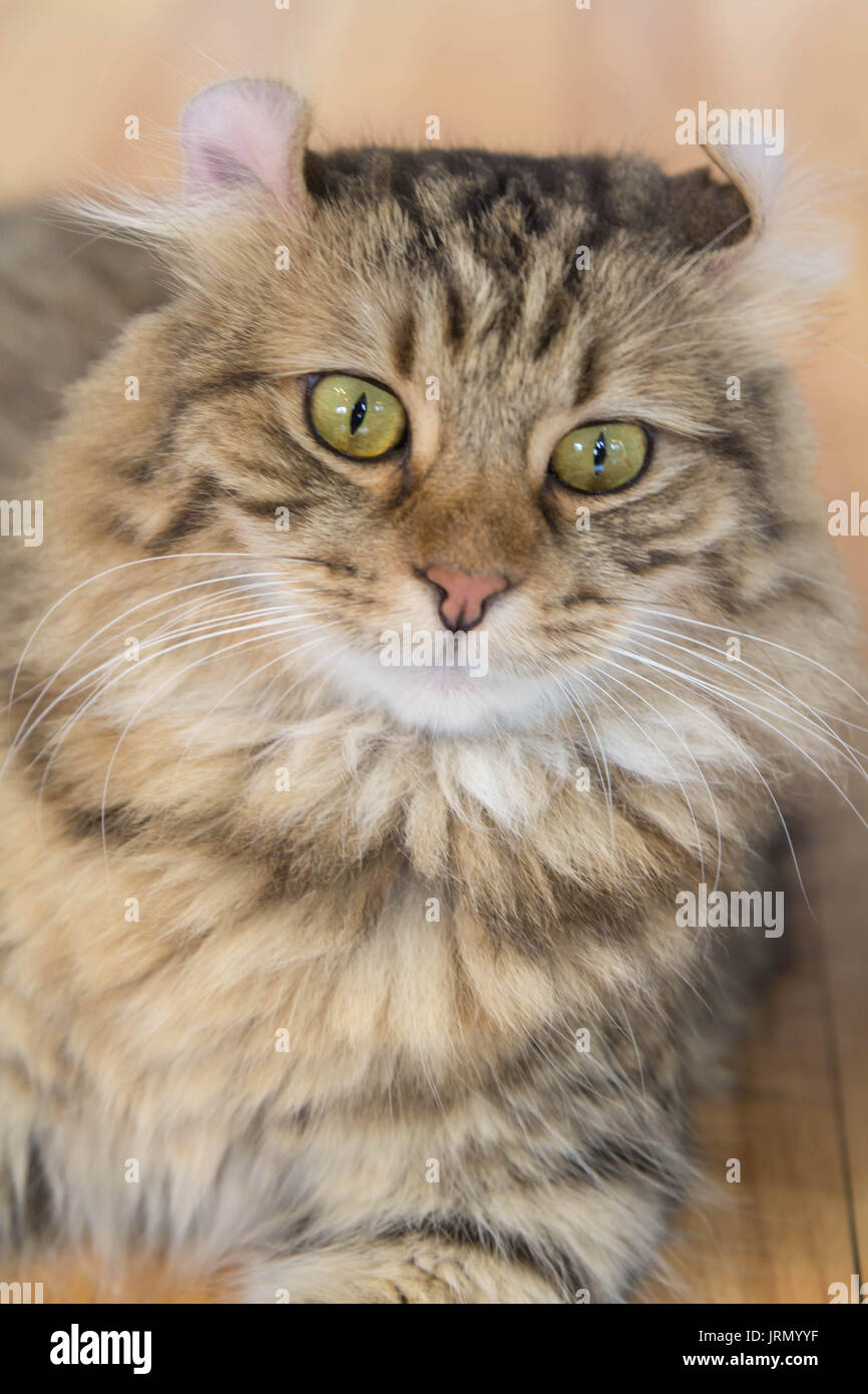 American Curl cat Stock Photo - Alamy