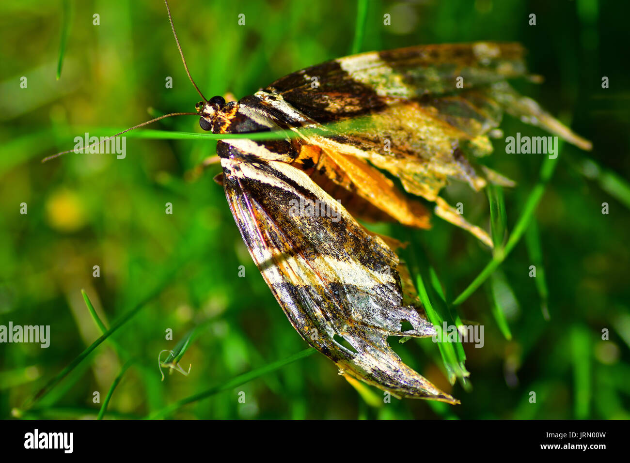 Moths hidden hi-res stock photography and images - Alamy