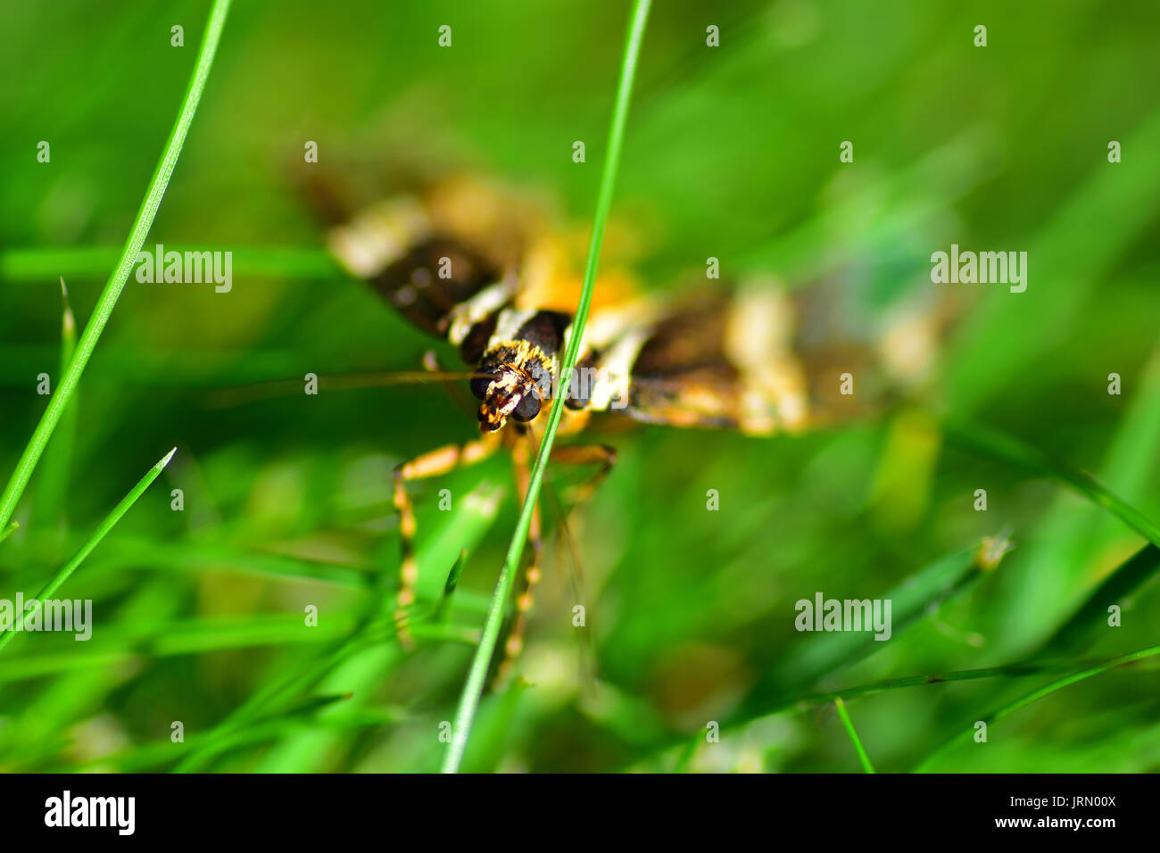 Moths hidden hi-res stock photography and images - Alamy