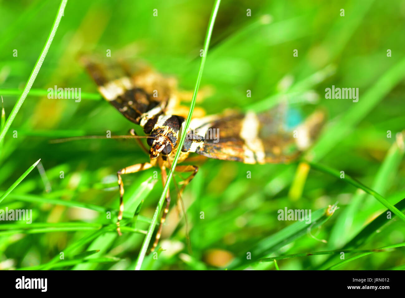 Moths hidden hi-res stock photography and images - Alamy