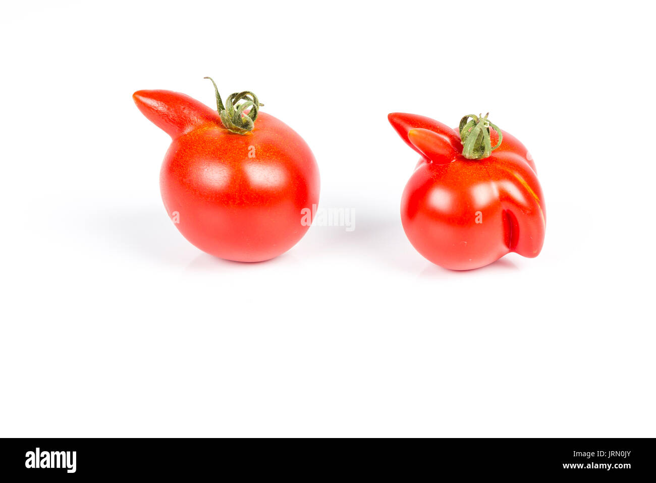 Deformed aberrant abnormal anomalous red tomatoes on a white background ...