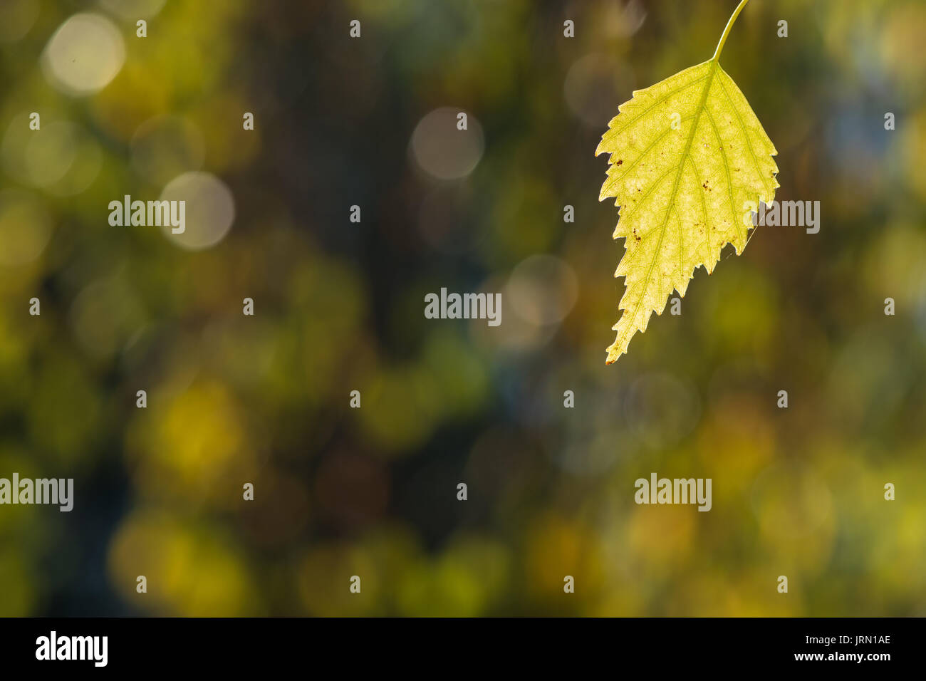 Pale colouring hi-res stock photography and images - Alamy