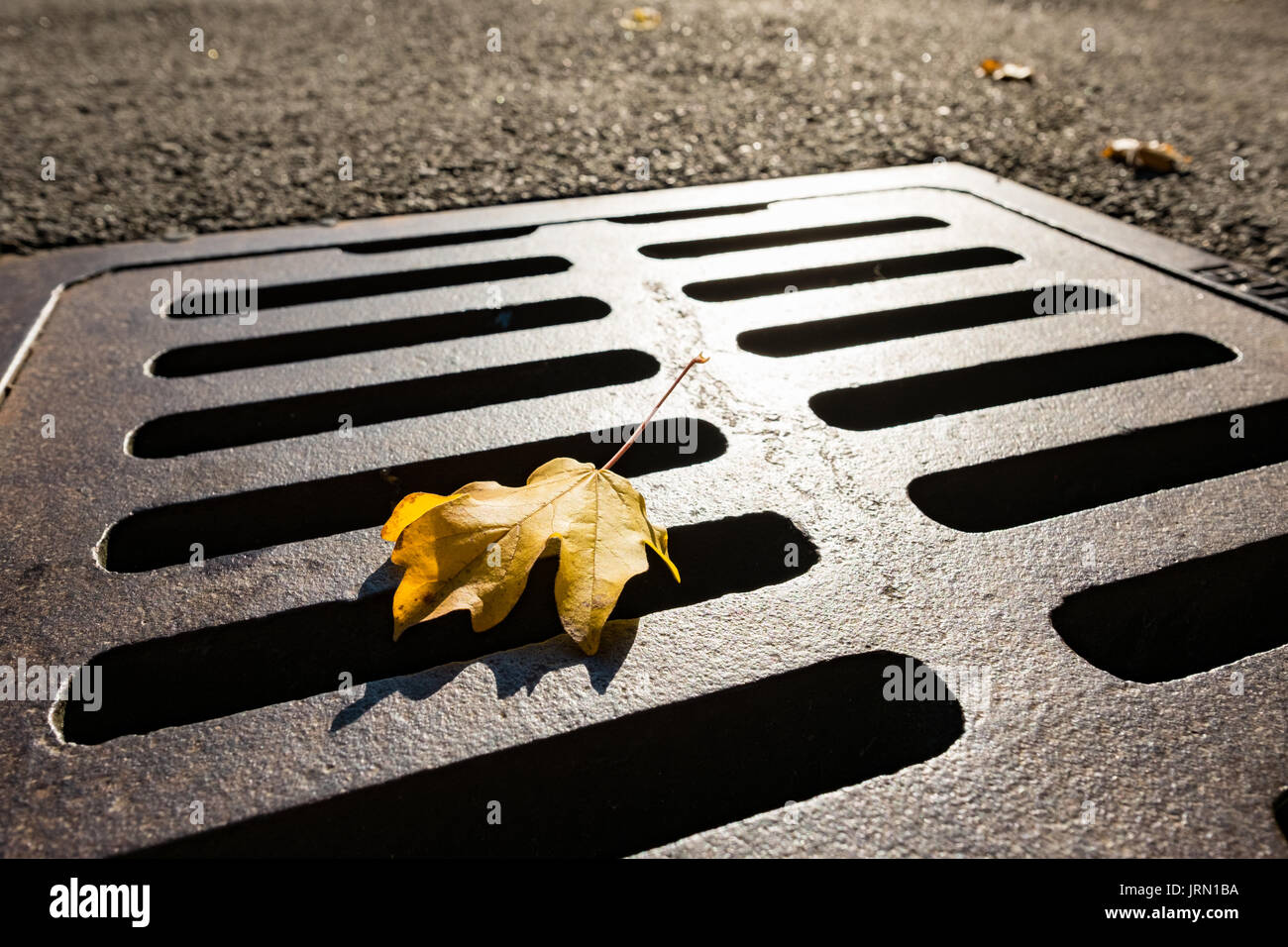 Yellow autumn leaf of a maple tree on a manhole cover in the sun Stock ...