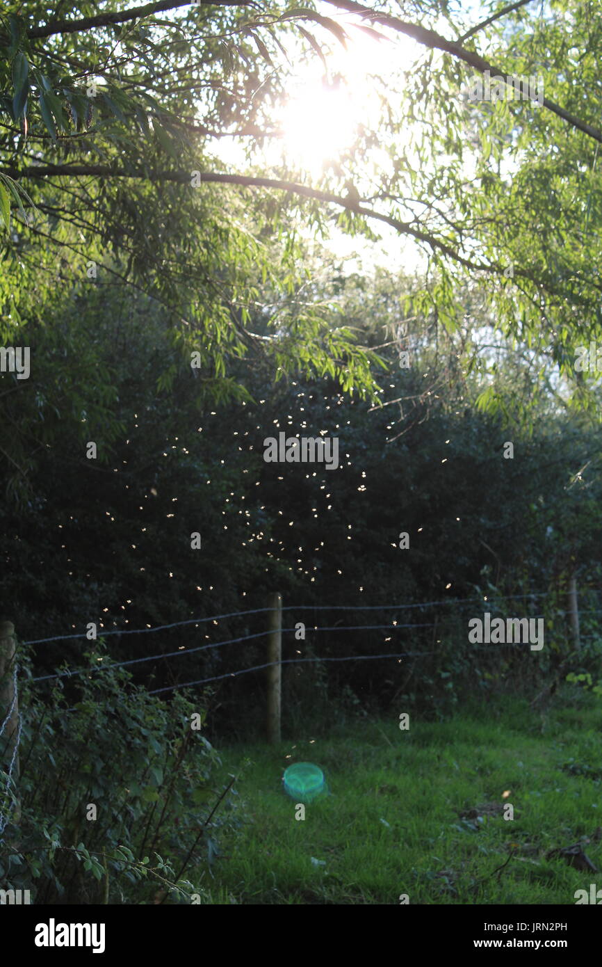 flies dancing in the sunlight Stock Photo - Alamy