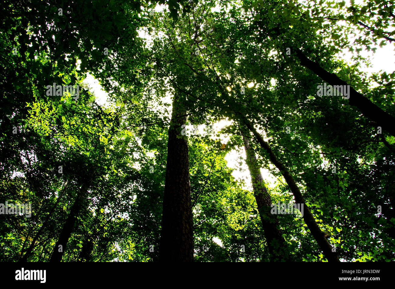 Light shining through trees hi-res stock photography and images - Alamy
