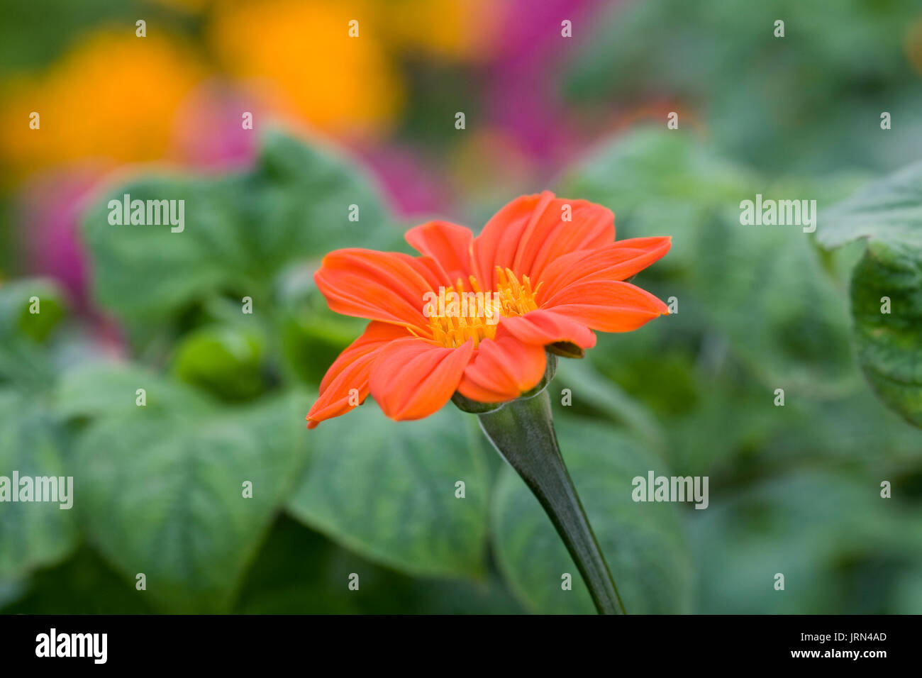 Torch mexican sunflower hi-res stock photography and images - Alamy
