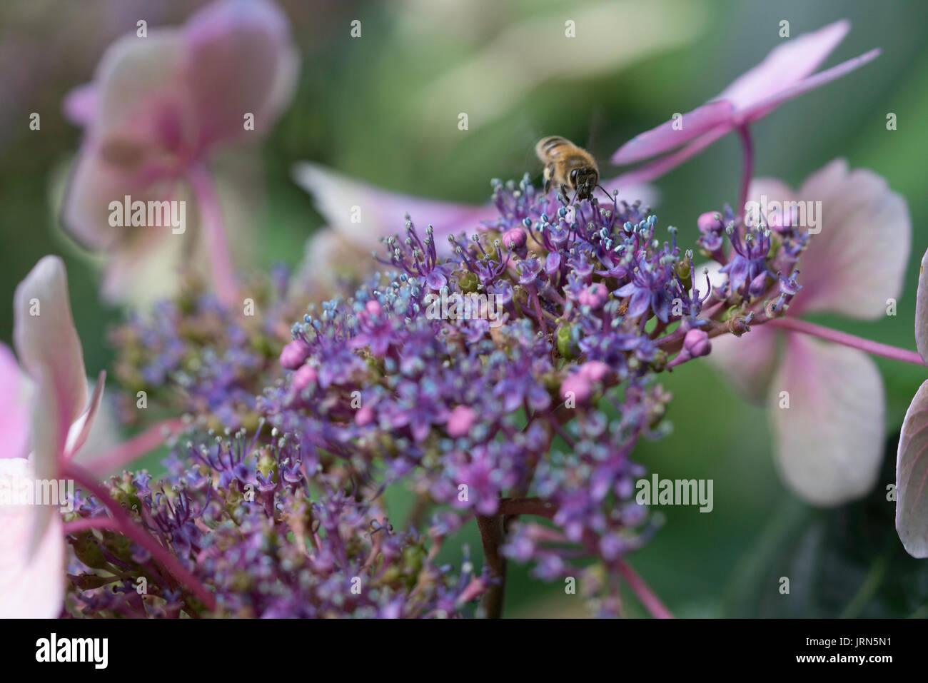 Honeybee Pollinating Hydrangea Macrophylla Stock Photo - Alamy