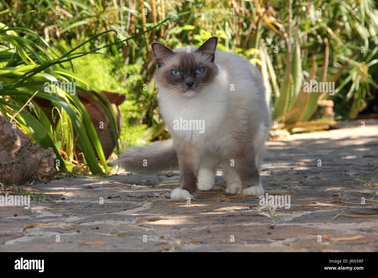 domestic cat, ragdoll, standing on a garden path with mediterranian ...